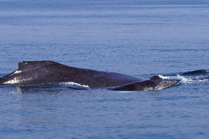 Private Huatulco Whale & Dolphin Adventures - Is This Tour Right for You?