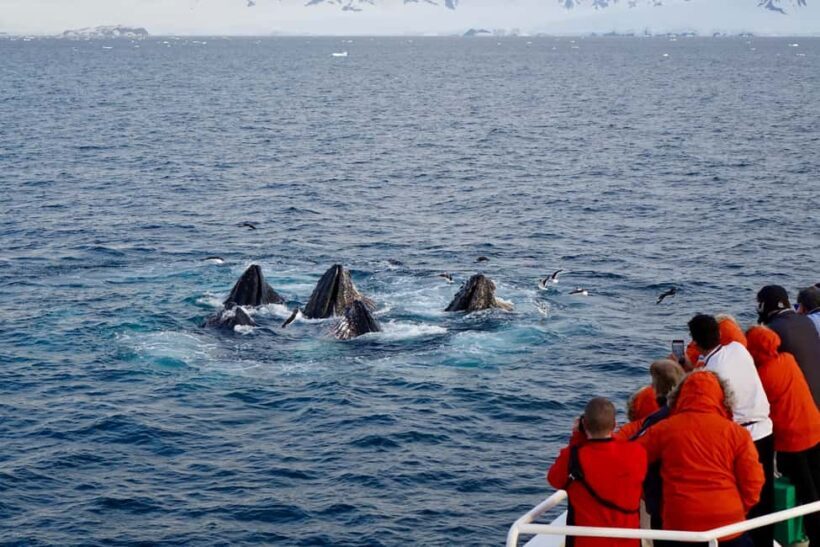 Private: Humpback Whale Encounter in Samaná Bay - Key Points