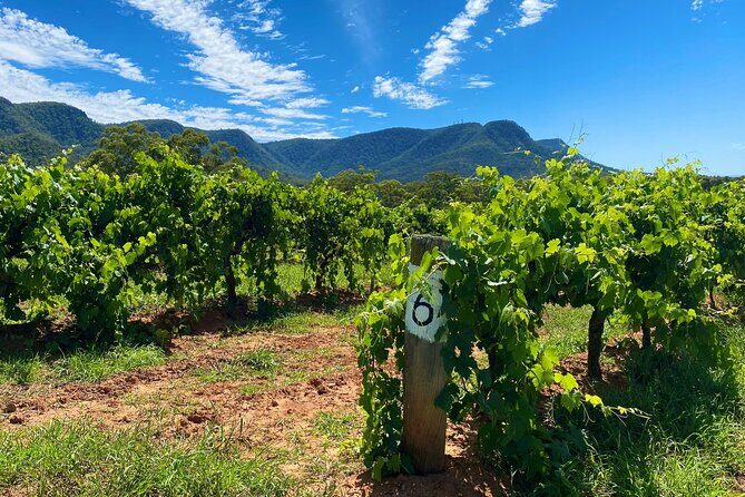 PRIVATE Hunter Valley All-Incl Premium Wine Tasting Tour (10 hrs) - Key Points