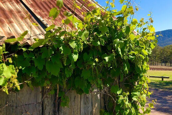 PRIVATE Hunter Valley All-Incl Premium Wine Tasting Tour (10 hrs) - The Itinerary: From Sydney to Vineyards