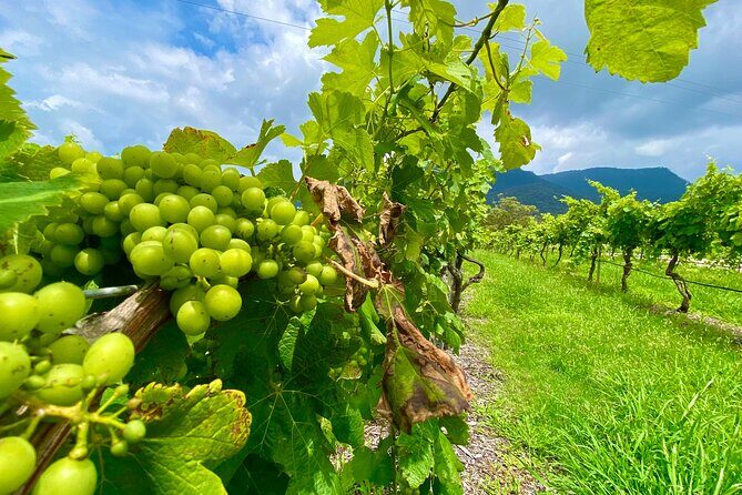 PRIVATE Hunter Valley All-Incl Premium Wine Tasting Tour (10 hrs) - The Experience in Practice: What You Can Expect