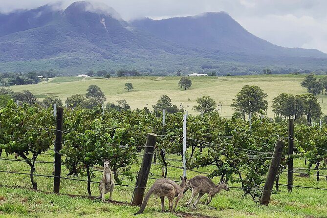 Private Hunter Valley Wine Tasting Tour from Sydney - What Travelers Say