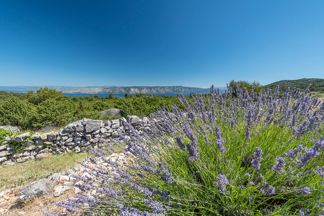 Private Hvar Island Tour and Olive Oil Tasting - Key Points