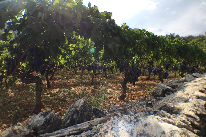 Private Hvar Wine Tasting Tour - Tour Highlights