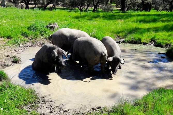 Private Iberian Ham Tour to the Sierra De Aracena - Tour Logistics
