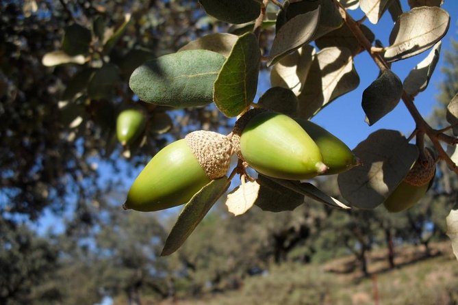Private Iberian Ham Tour to the Sierra De Aracena - Guide and Customer Feedback