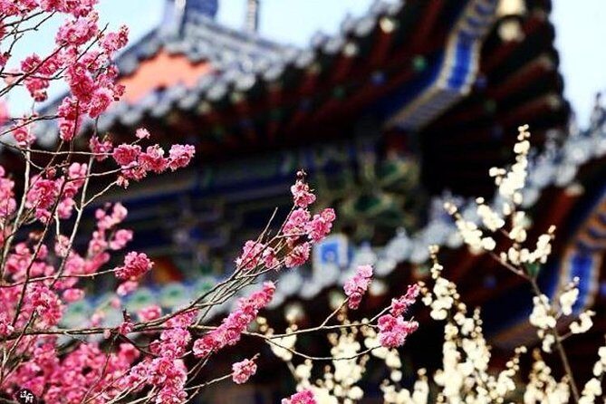 Private In-Depth Day Tour of Nanjing Purple Mountain with Lunch - Transportation and Comfort