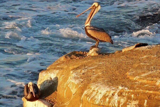 Private Instagrammable San Diego Tour  Scenic and Coastal - What Travelers Say About the Tour
