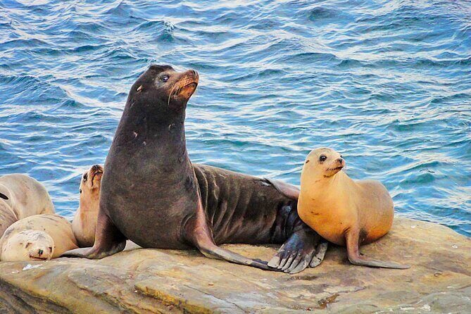 Private Instagrammable San Diego Tour  Scenic and Coastal - FAQ
