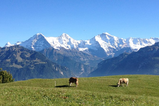 Private Interlaken and Jungfrau Region tour from Lucerne or Berne - Key Points