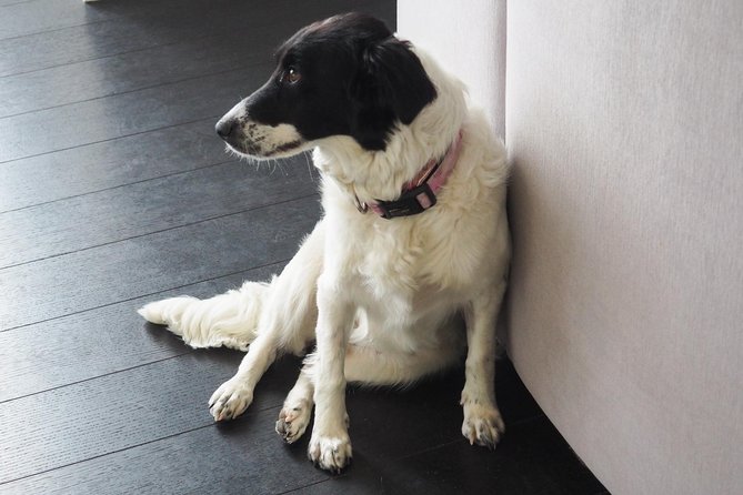 Private Irish Fusion Meal in a Modern Home in Skerries, Dublin - Authenticity and Flexibility