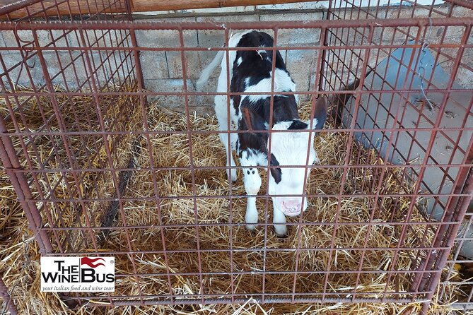 Private Irpinia Gourmet Tour from POSITANO, PRAIANO or AMALFI - Who Should Book This Tour?