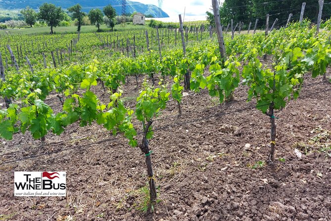 Private Irpinia Gourmet Tour from RAVELLO with sommelier - What Makes This Tour Stand Out?