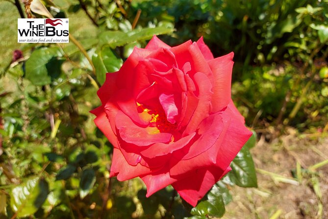 Private Irpinia Wine Tour From NAPLES With Sommelier - Cancellation Policy