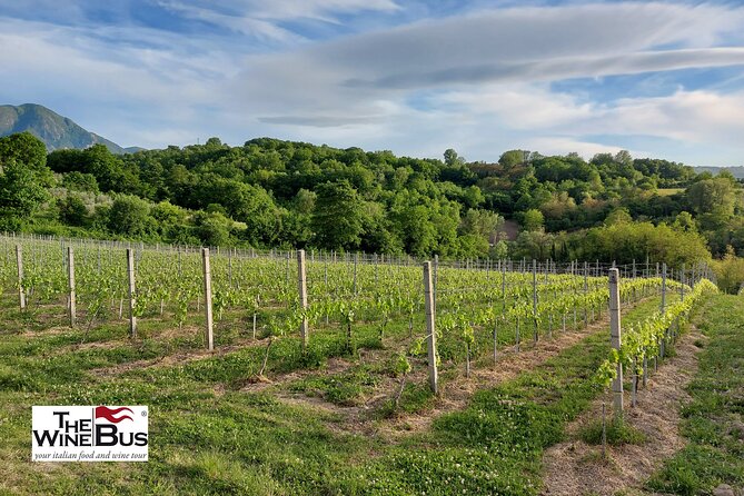 Private Irpinia Wine Tour From POSITANO, AMALFI or RAVELLO - Booking and Cancellation Information