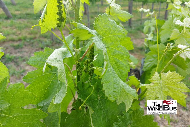 Private Irpinia Wine Tour From Sorrento With Wine Expert - Key Points