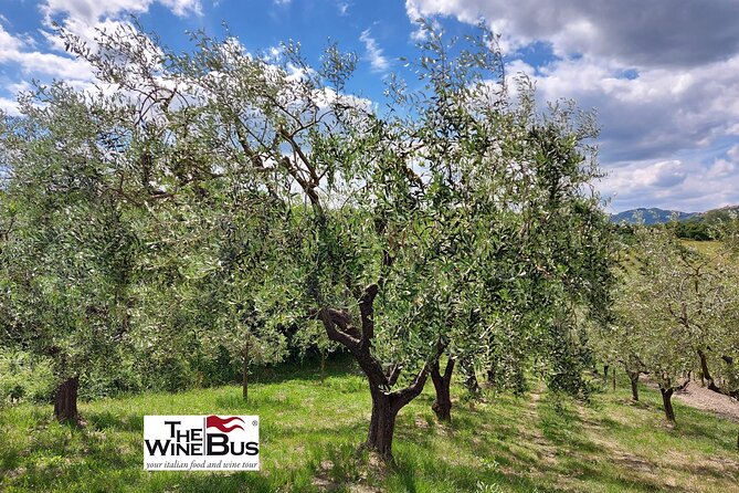 Private Irpinia Wine Tour From Sorrento With Wine Expert - Wine Varietals: Aglianico and Fiano Explained