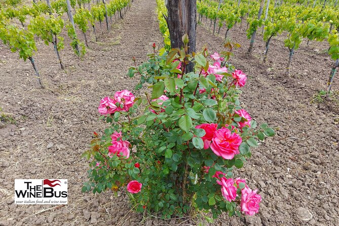 Private Irpinia Wine Tour From Sorrento With Wine Expert - Personalized Experiences With Expert Sommelier Guides