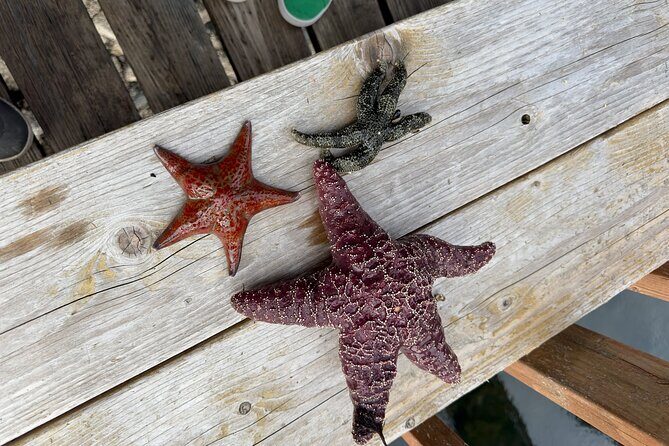 Private Island Experience in Sitka - The Sum Up