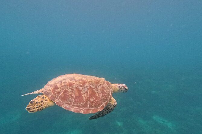Private Island Hopping from Port Barton with Turtle Watching - Why Choose This Tour?