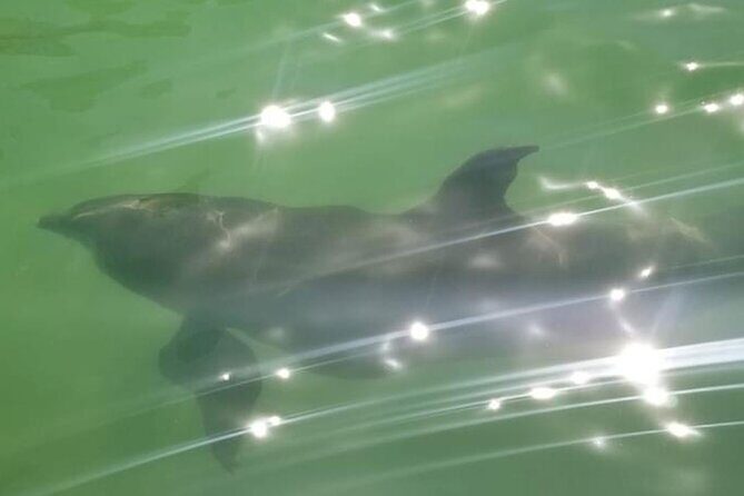 Private Island Paradise: Dolphin, Shelling, Birding Eco Boat Tour - Weather & Cancellation Policy