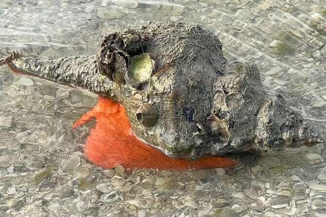 Private Island Paradise: Dolphin, Shelling, Birding Eco Boat Tour - Final Thoughts