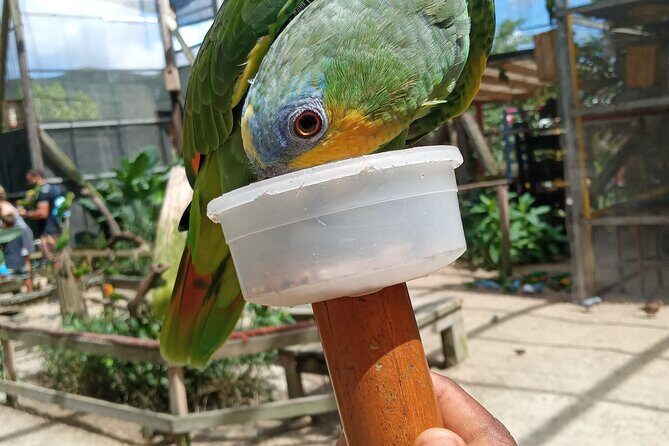 Private Island Tour in St. Maarten - Exploring the Itinerary: What to Expect