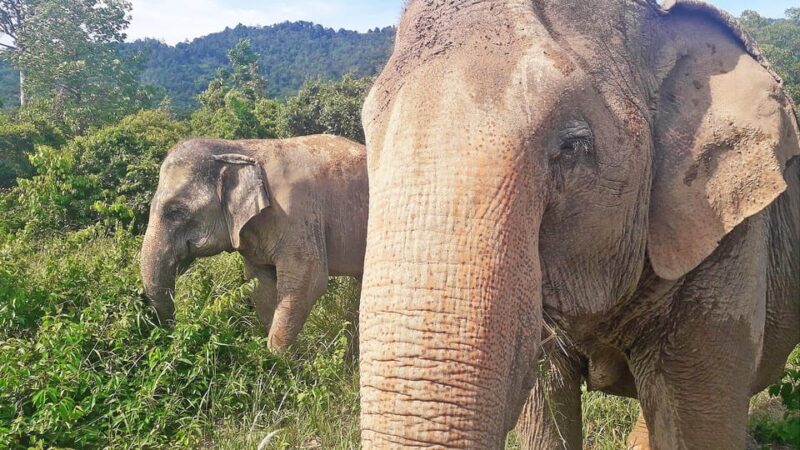 PRIVATE ISLAND TOUR VIP AROUND KOH SAMUI FULL DAY EXCURSION - FAQ Section