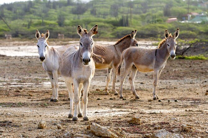 Private Island Tour with Photo Shoot Options Northern Tour - A Deep Dive into the Bonaire Northern Tour Experience