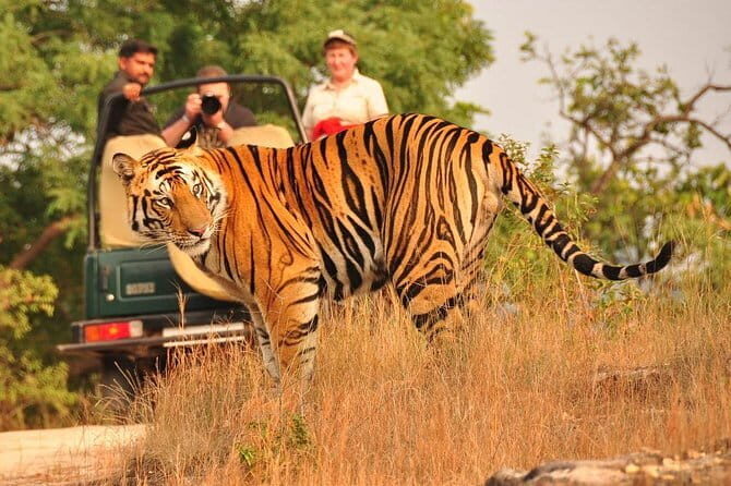 Private: Jaipur To Ranthambore One Way Drop in an AC Vehicle - The Details of the Jaipur to Ranthambore Transfer