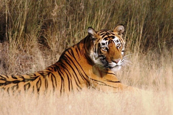 Private: Jaipur To Ranthambore One Way Drop in an AC Vehicle - Why This Transfer Works for Travelers