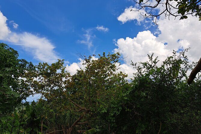 Private Jamrock Herbal Trek at Discovery Bay Jamaica - What to Expect from the Herbal Trek