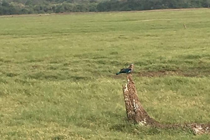 Private Jeep Safari at Minneriya National Park - What to Expect on Your Minneriya Safari