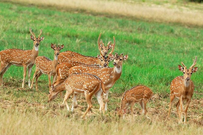 Private Jeep Safari at Minneriya National Park to Visit Elephants - Key Points