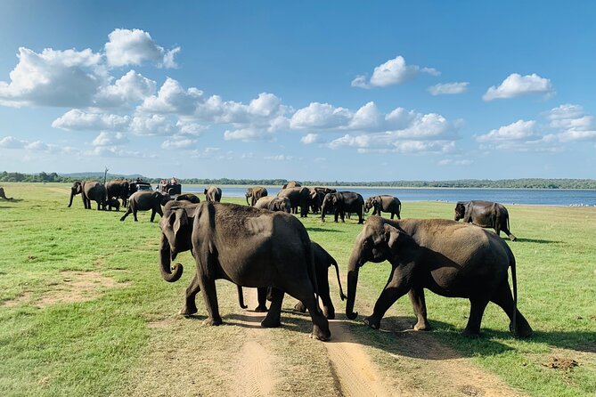 Private Jeep Safari at Minneriya National Park to Visit Elephants - The Reviews Say It All