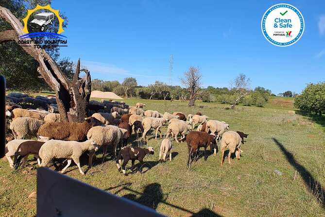 Private Jeep Safari Half-Day Tour - Authenticity and Guided Expertise