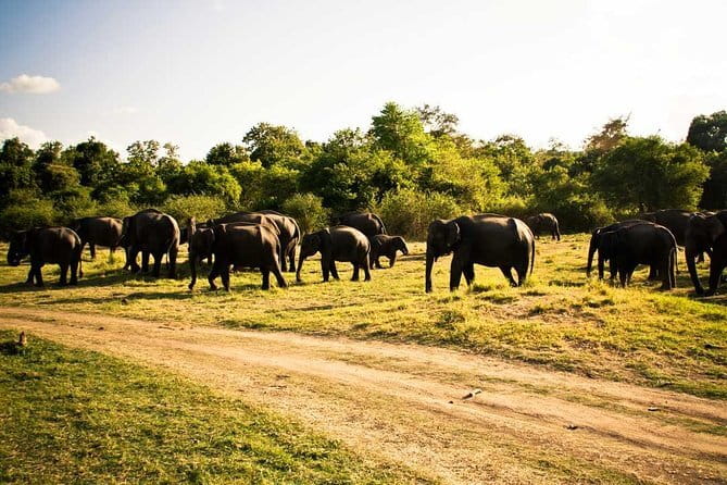 Private Jeep Safari To one of a Best National Park - The Practical Details