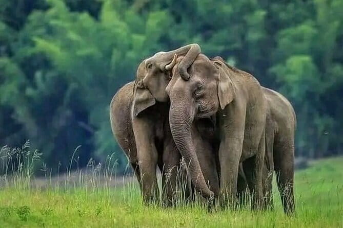 Private Jeep Safari To one of a Best National Park - What Past Travelers Say