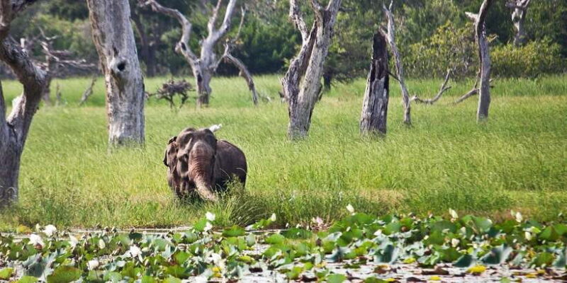 Private Jeep Safari to one of the Best National Parks - A Close Look at the Private Jeep Safari in Sri Lankas Top National Parks