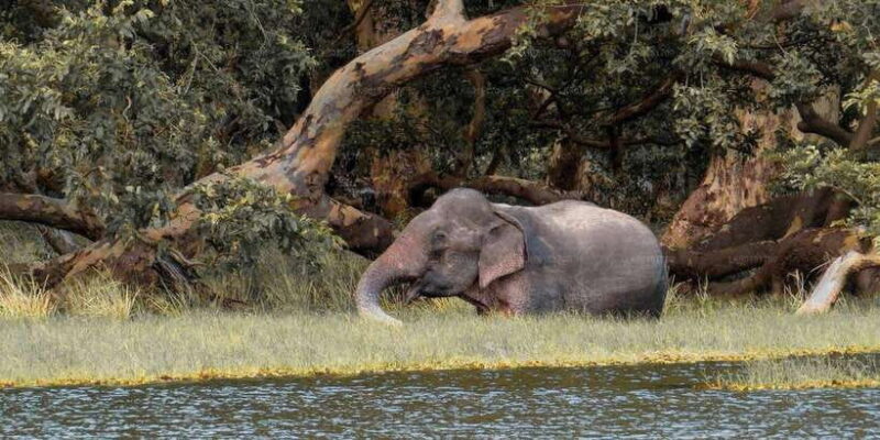 Private Jeep Safari to one of the Best National Parks - Exploring Sri Lanka’s Top Elephant Habitats