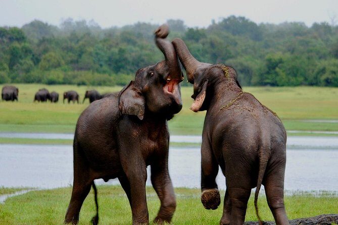 Private Jeep Safari tour at Wilpattu National Park from Sigiriya or Dambulla - Diving Into the Details of the Wilpattu Tour