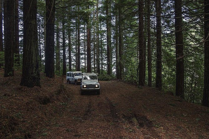 Private Jeep Safari Tour - Full Day - Authentic Reviews and What Travelers Say