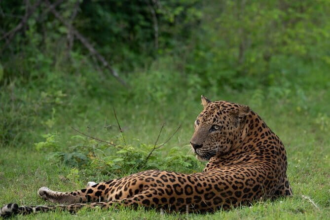 Private Jeep Safaris Tour in Yala National Park - Key Points