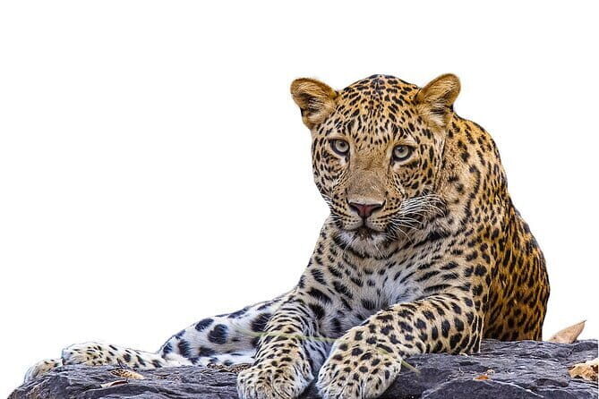 Private Jeep Safaris Tour in Yala National Park - Exploring Yala: What This Tour Offers