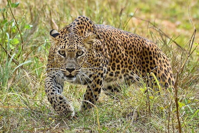 Private Jeep Safaris Tour in Yala National Park - Practical Details
