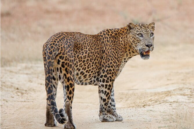 Private Jeep Safaris Tour in Yala National Park - Who Will Love This Safari?