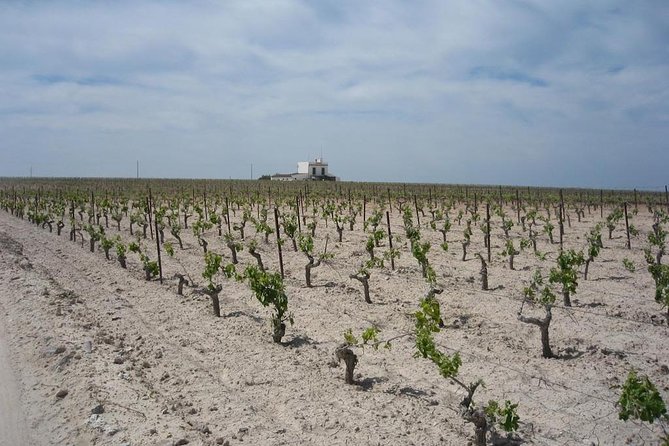 Private Jerez Winery and Jerez Brandy Experience from Seville Hotel pick up - Wrapping Up: Who Will Love This Tour?