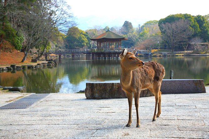 Private Journey in Nara's Historical Wonder - Encounter Naras Enchanting Deer Population