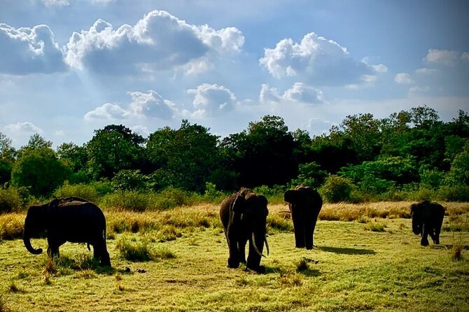 Private Journey to Sigiriya Majestic Rock Fortress from Colombo - Practical Details and Value