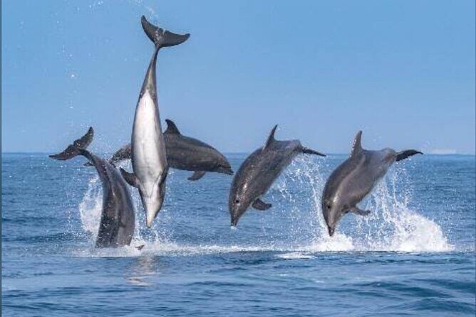 Private Kaikoura Whale Watching Day Trip From Christchurch - What We Like and What to Keep in Mind